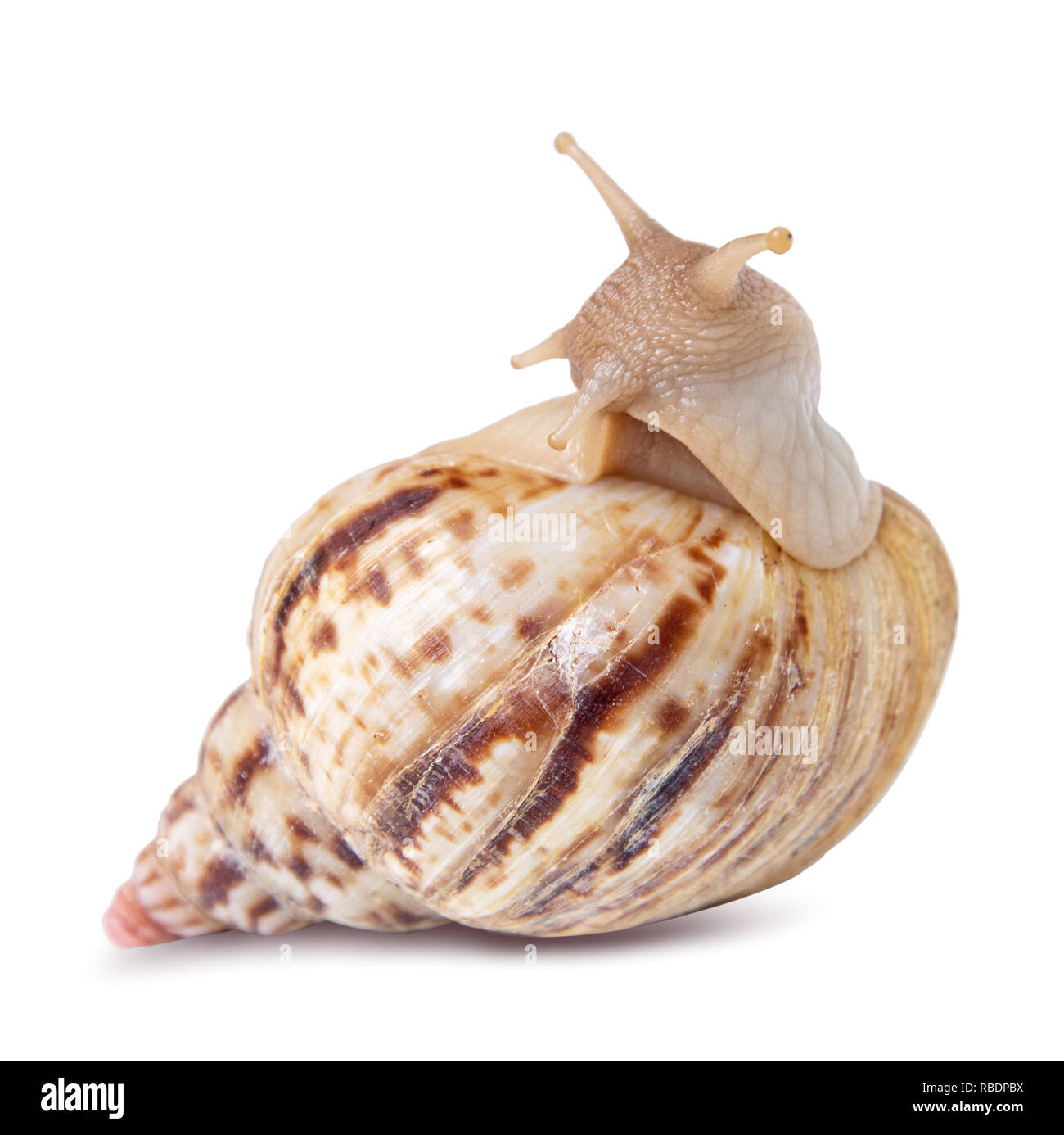 Snail isolated on white background. Clipping path Stock Photo - Alamy