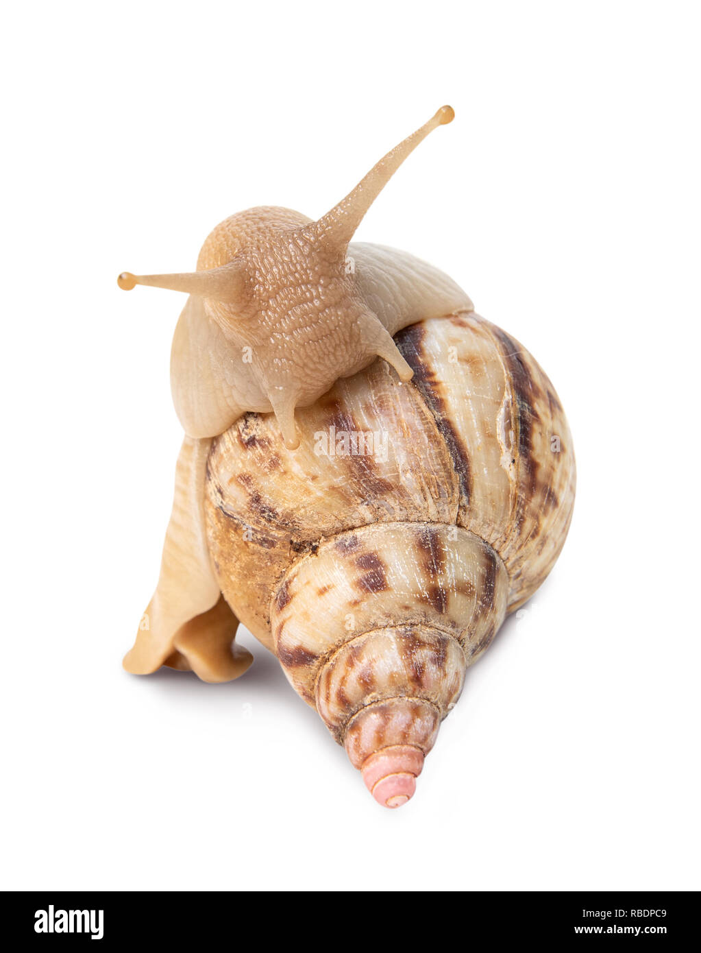 Snail isolated on white background. Clipping path Stock Photo - Alamy