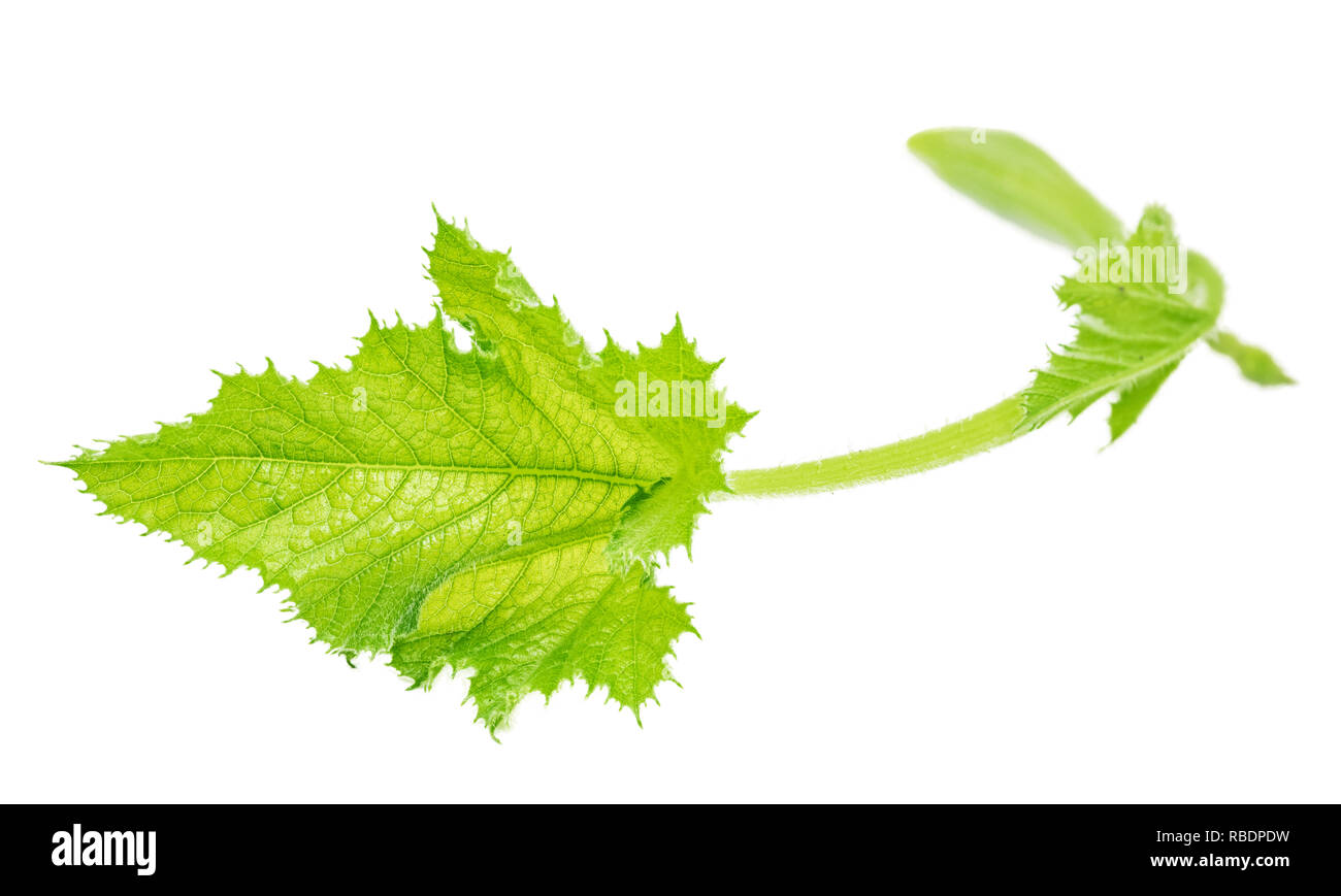 Green zucchini leaf isolated on white background. Clipping path Stock ...