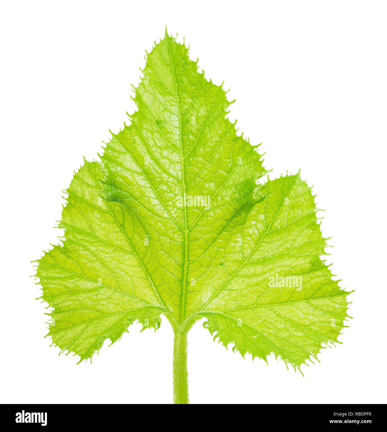 Green zucchini leaf isolated on white background. Clipping path Stock ...