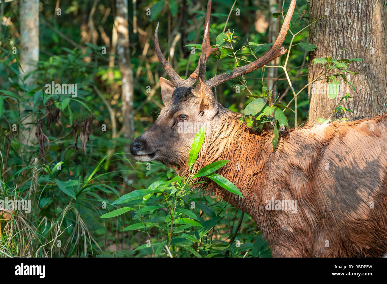 Thai male deer freely live in a jungle of national park of northeast of ...