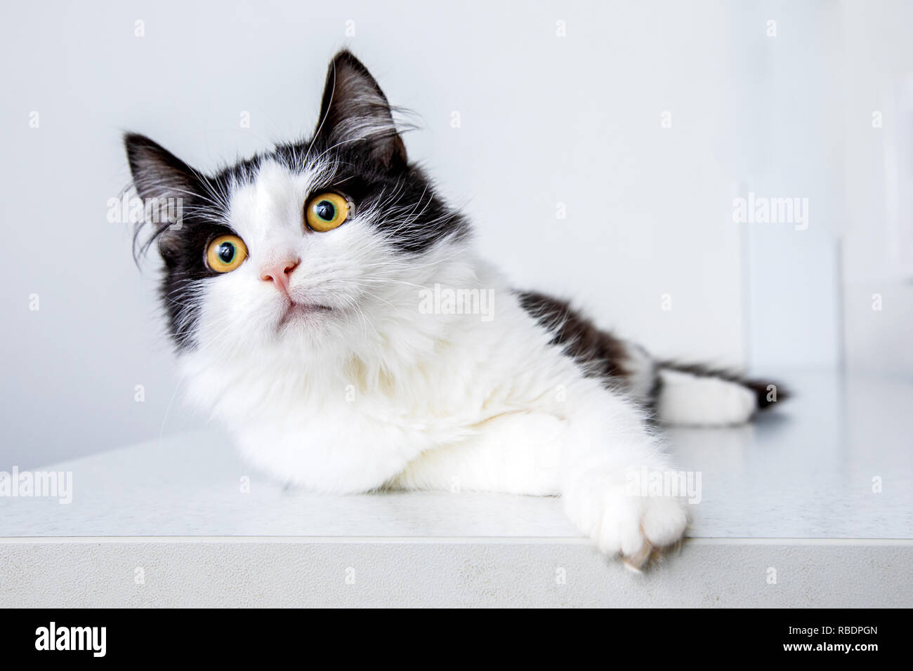 White and black funny cat on white background Stock Photo - Alamy