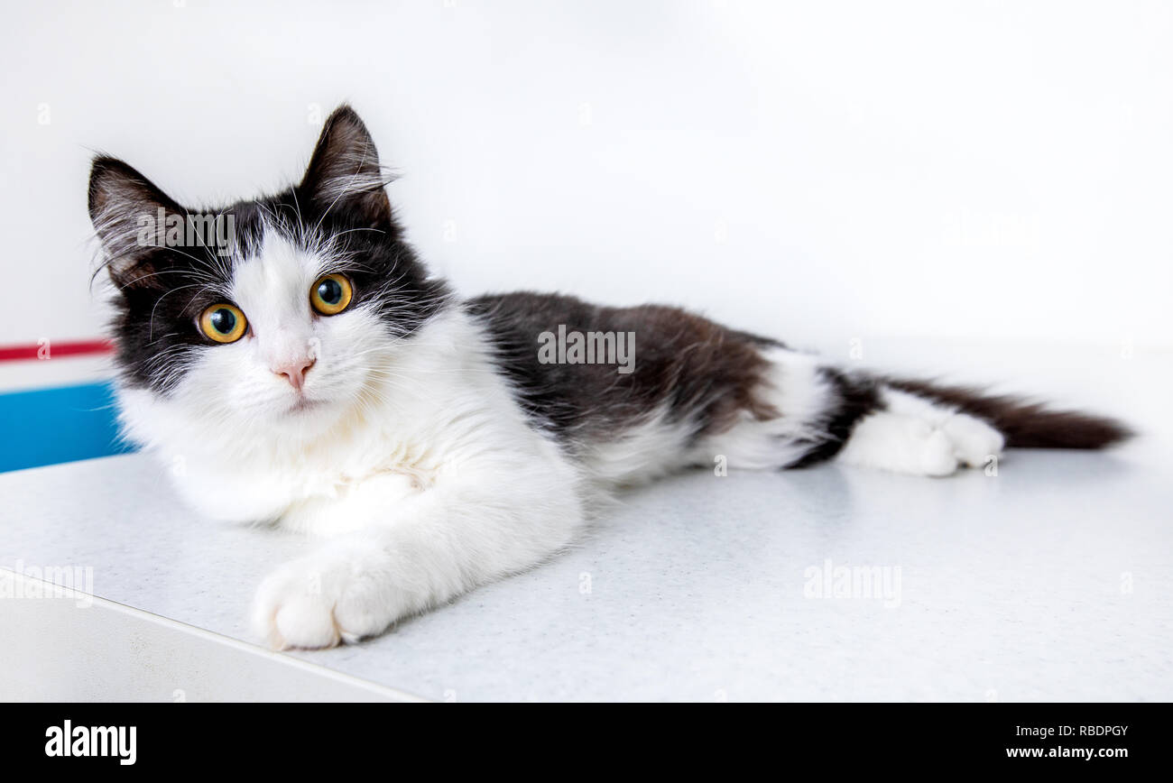 White and black funny cat on white background Stock Photo - Alamy