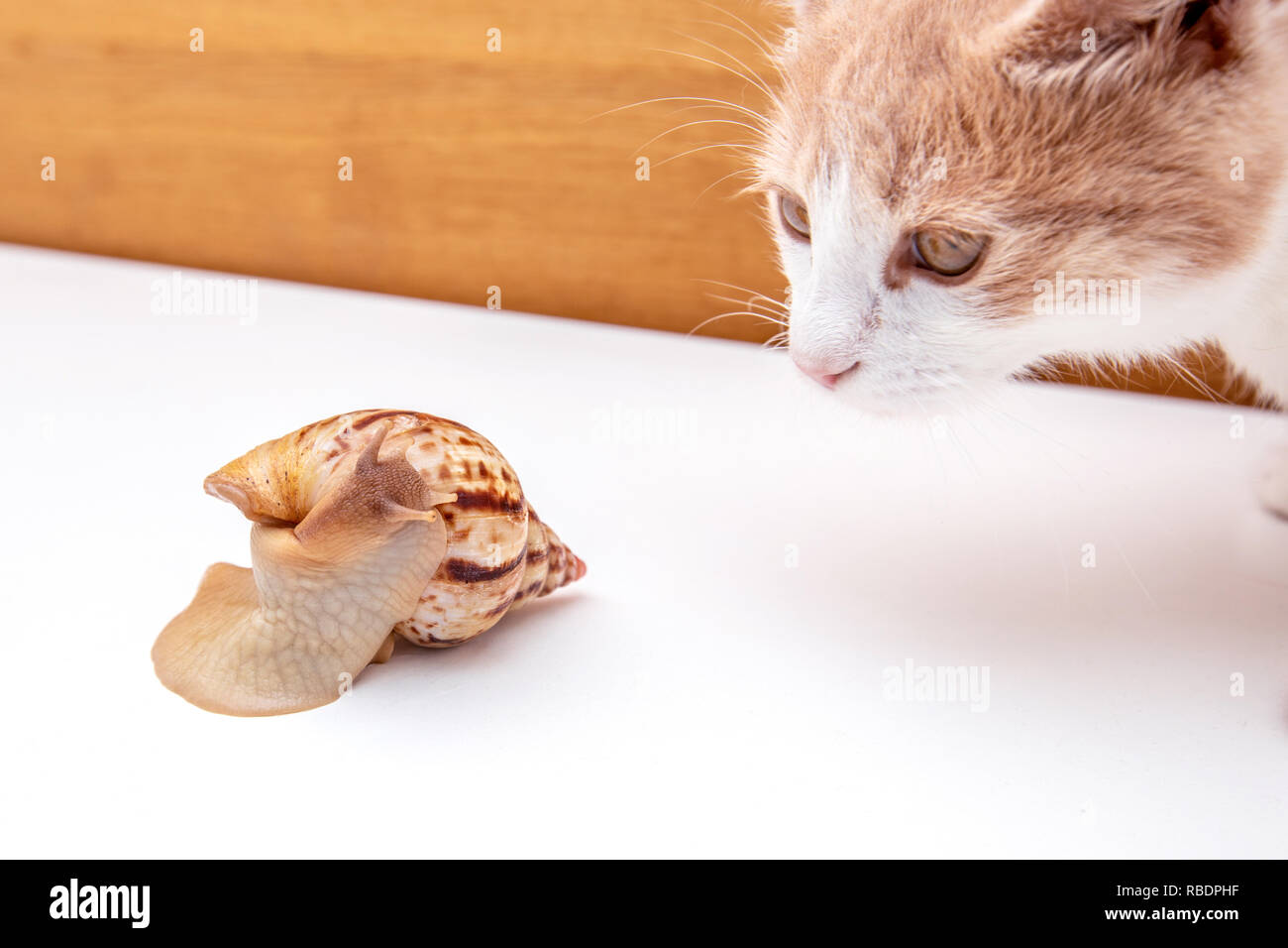 cat and snail on a white background Stock Photo - Alamy