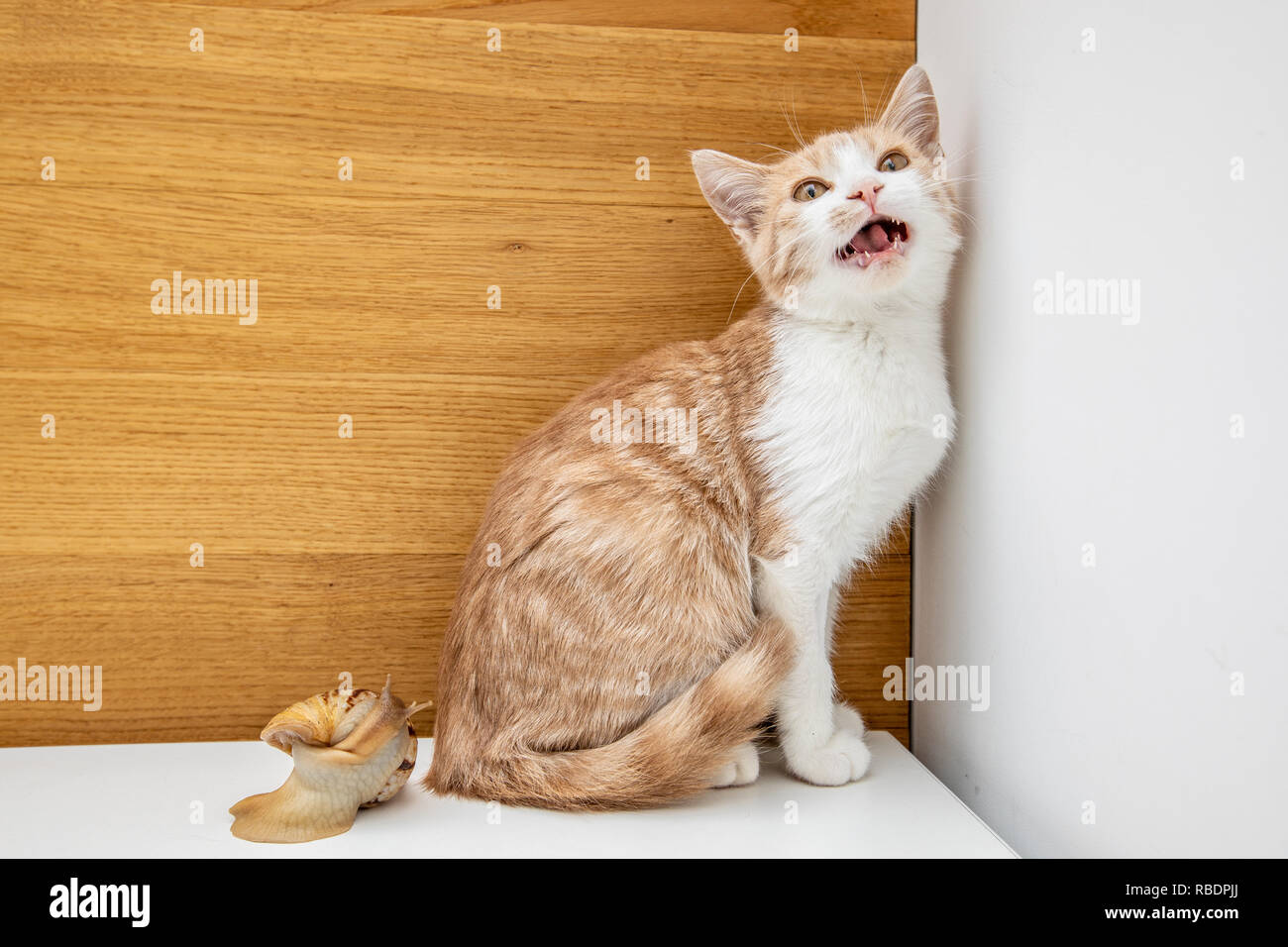 cat and snail on a white background Stock Photo - Alamy