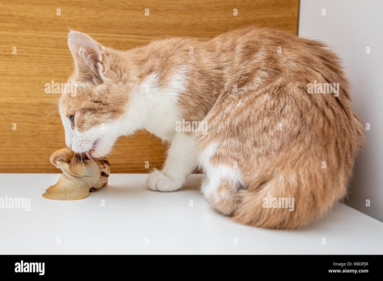 cat and snail on a white background Stock Photo - Alamy