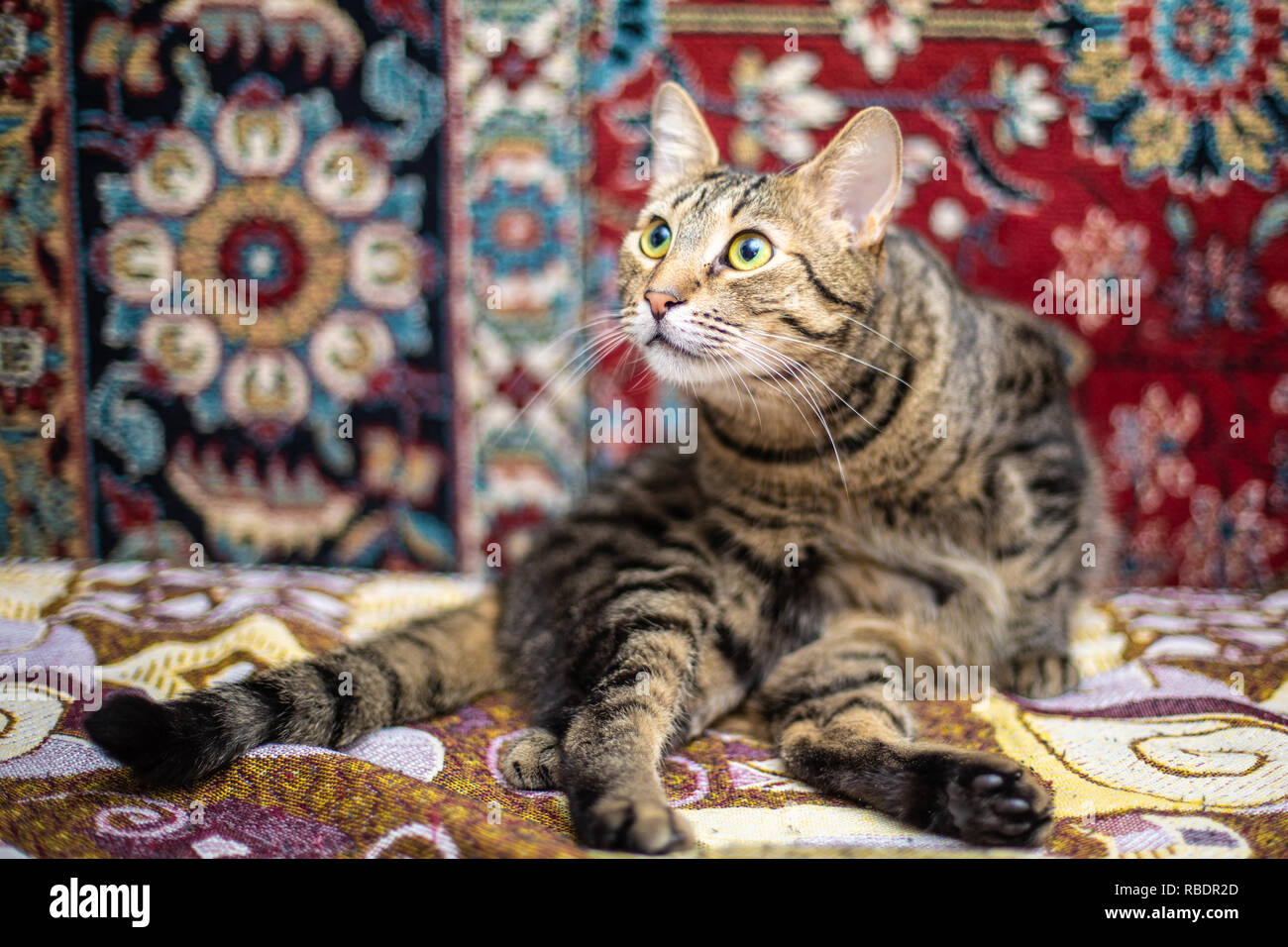 Home kitty hi-res stock photography and images - Alamy