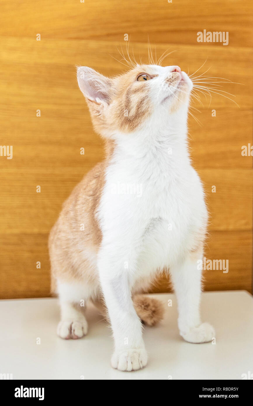 Little funny kitten isolated on white background Stock Photo - Alamy