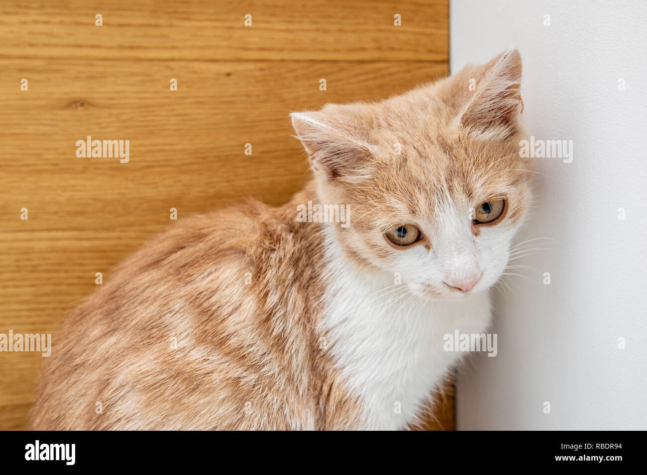 Little funny kitten isolated on white background Stock Photo - Alamy