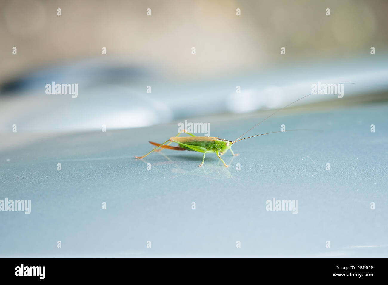 Cricket insect cute hi-res stock photography and images - Alamy