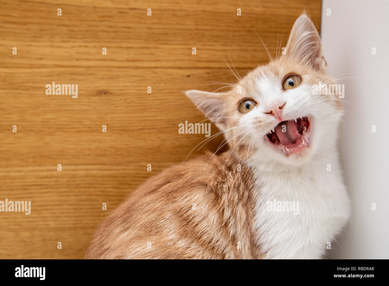 Little funny kitten isolated on white background Stock Photo - Alamy