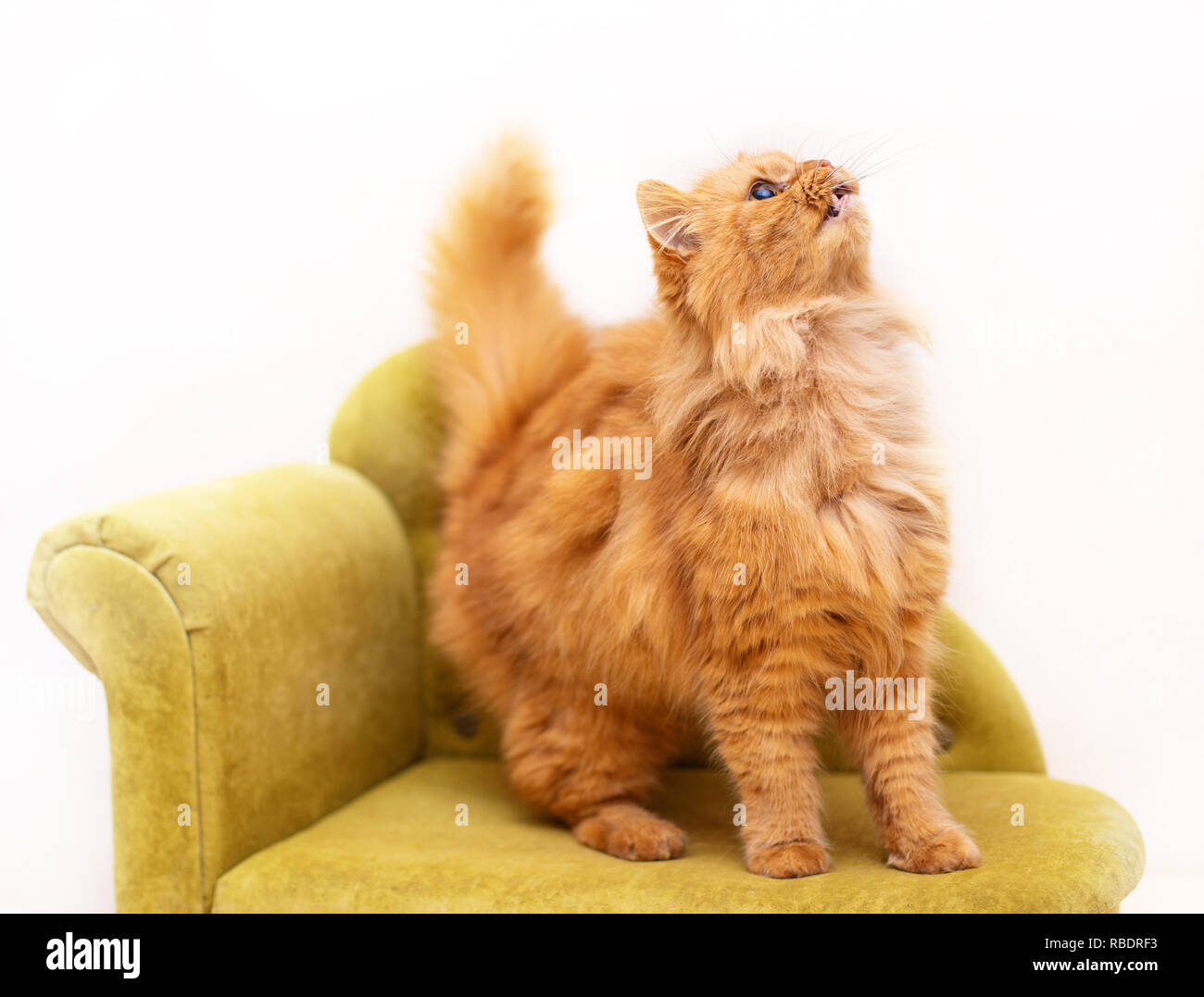 Red funny cat in cofa isolated on white background Stock Photo - Alamy