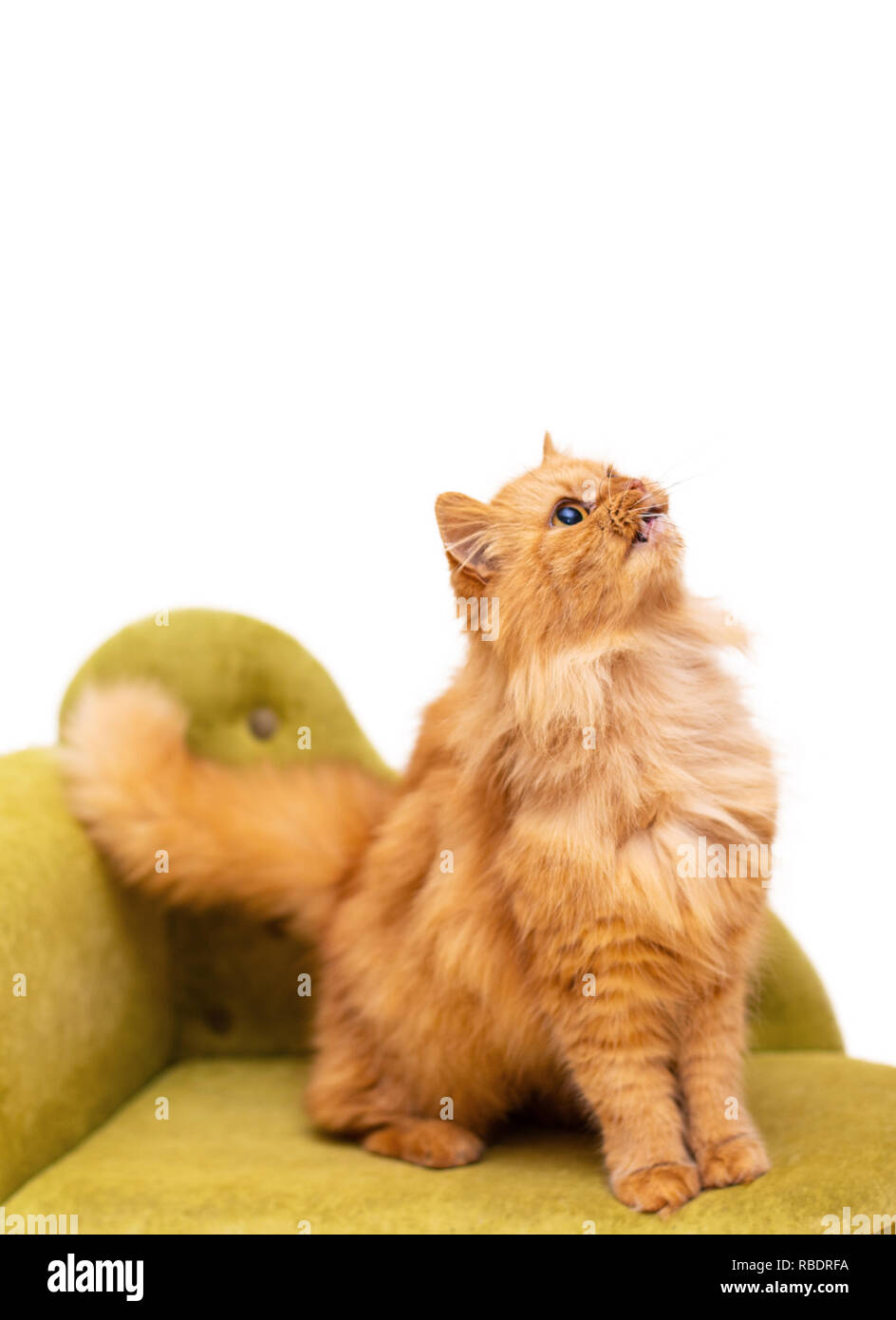 Red funny cat in cofa isolated on white background Stock Photo - Alamy