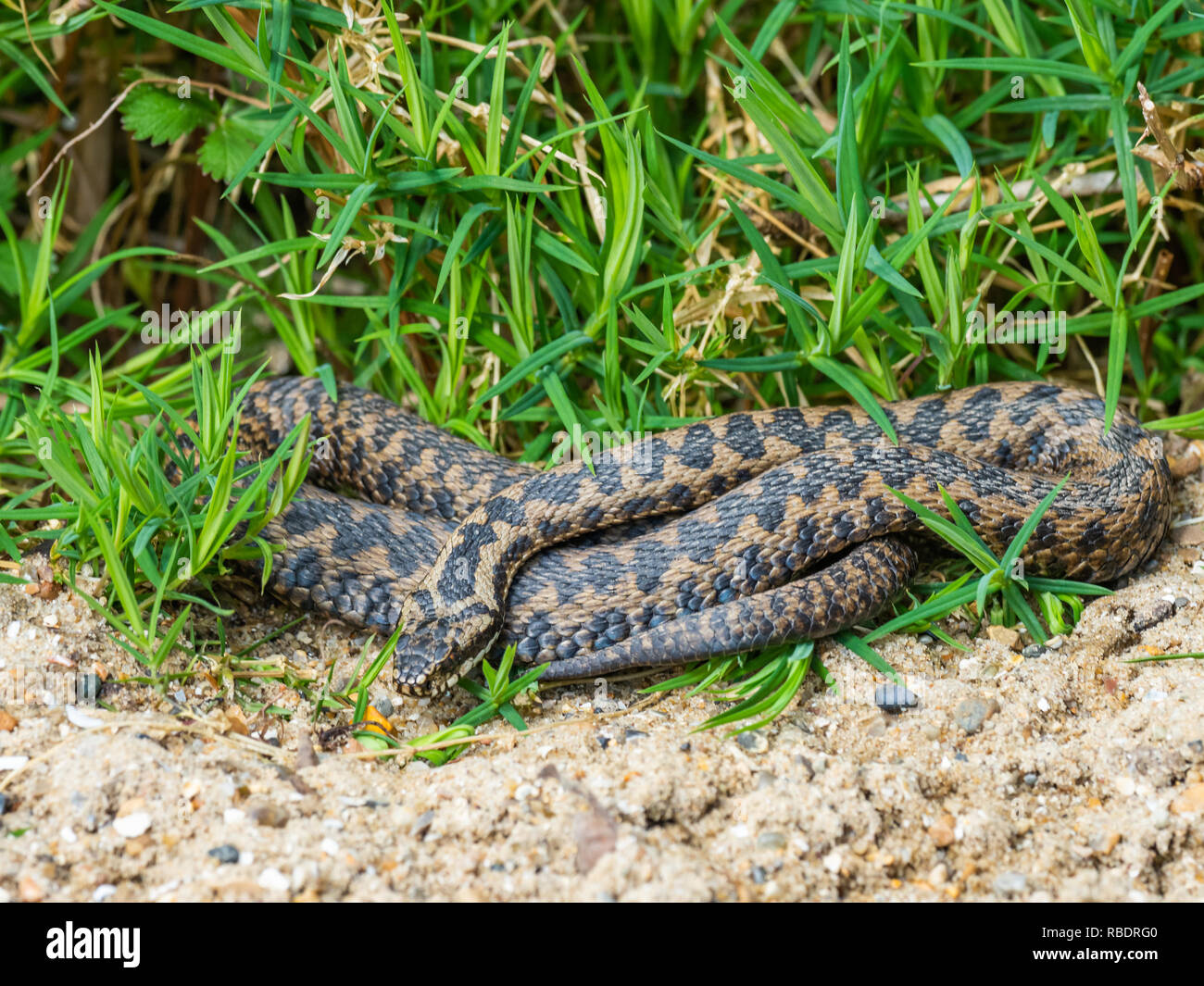 Adder Snake curled up. Basking Stock Photo - Alamy