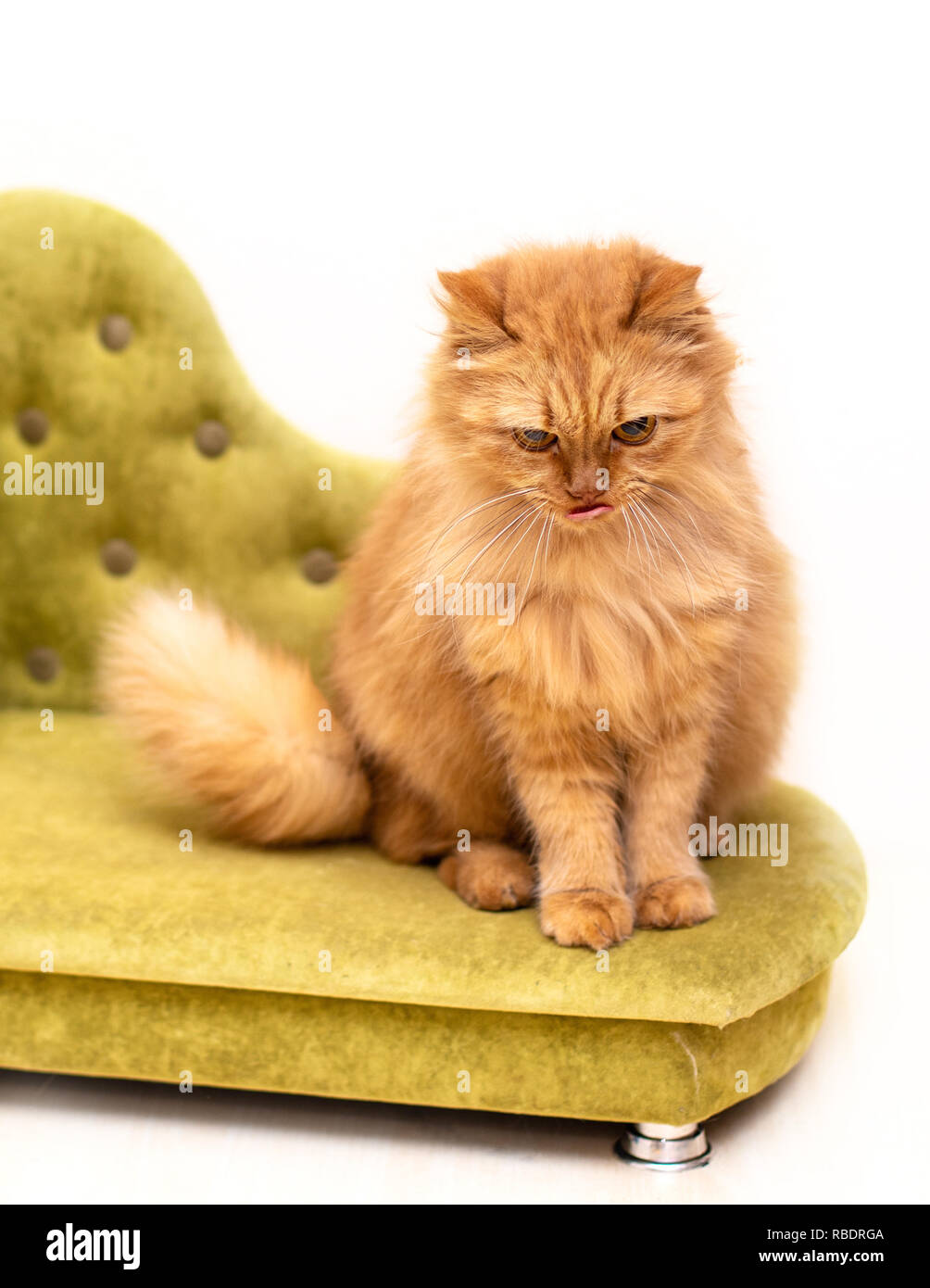 Red funny cat in cofa isolated on white background Stock Photo - Alamy