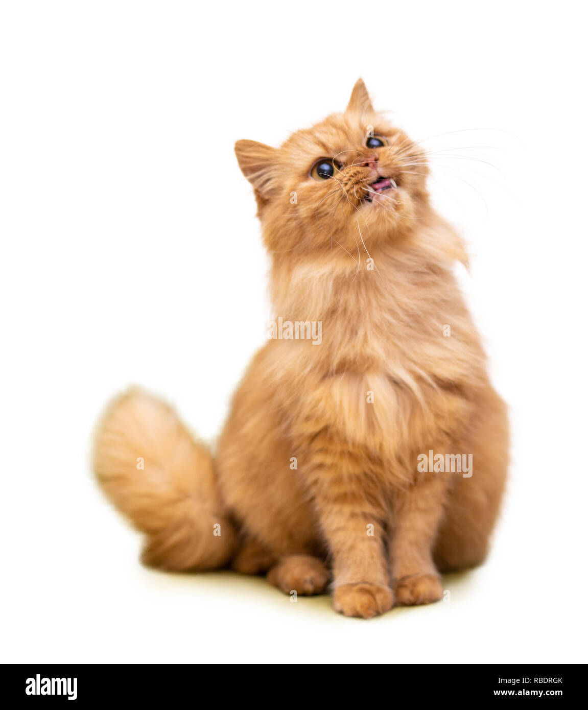 Red funny cat in cofa isolated on white background Stock Photo - Alamy