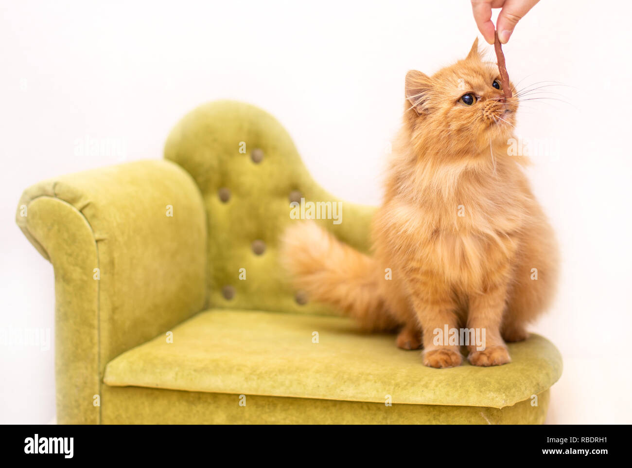 Red funny cat in cofa isolated on white background Stock Photo - Alamy