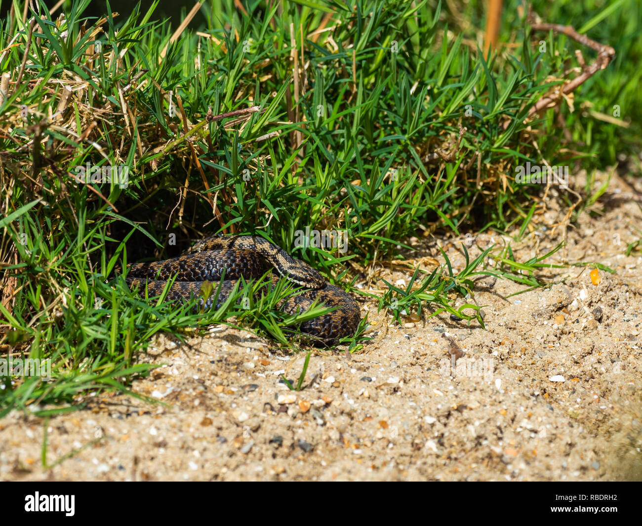 Adder Snake curled up. Basking Stock Photo - Alamy