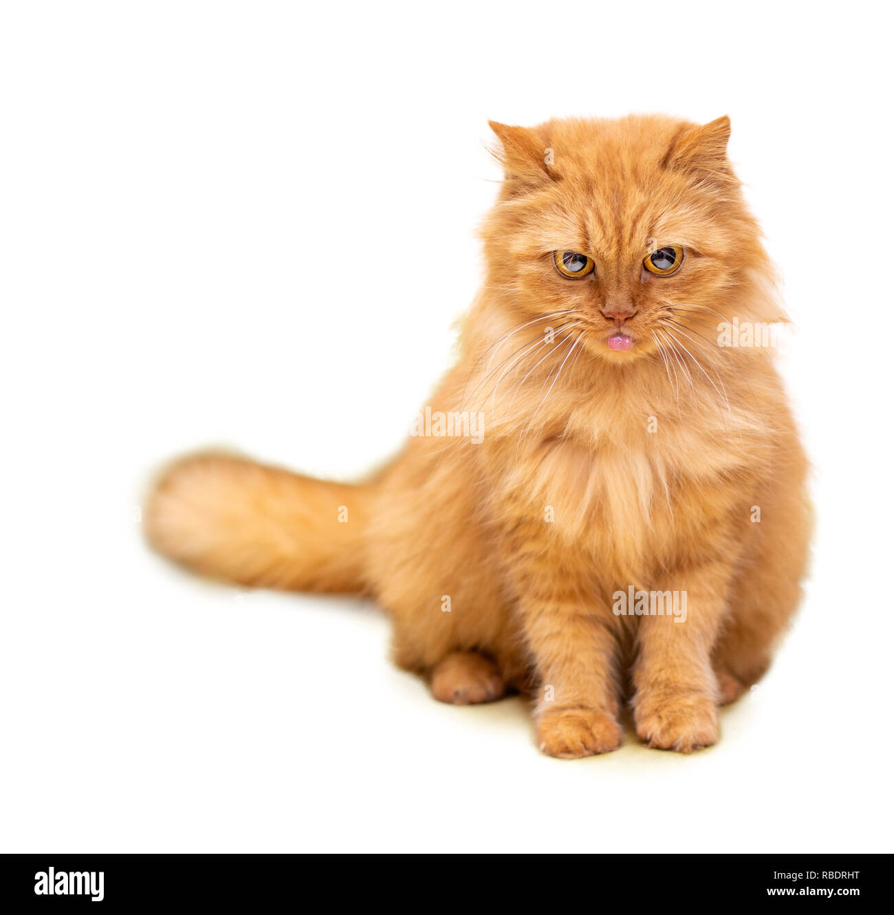 Red funny cat in cofa isolated on white background Stock Photo - Alamy