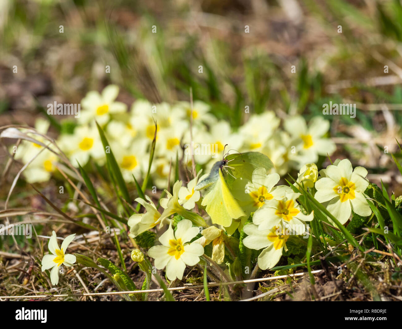 Primula vulgaris butterfly hi-res stock photography and images - Alamy