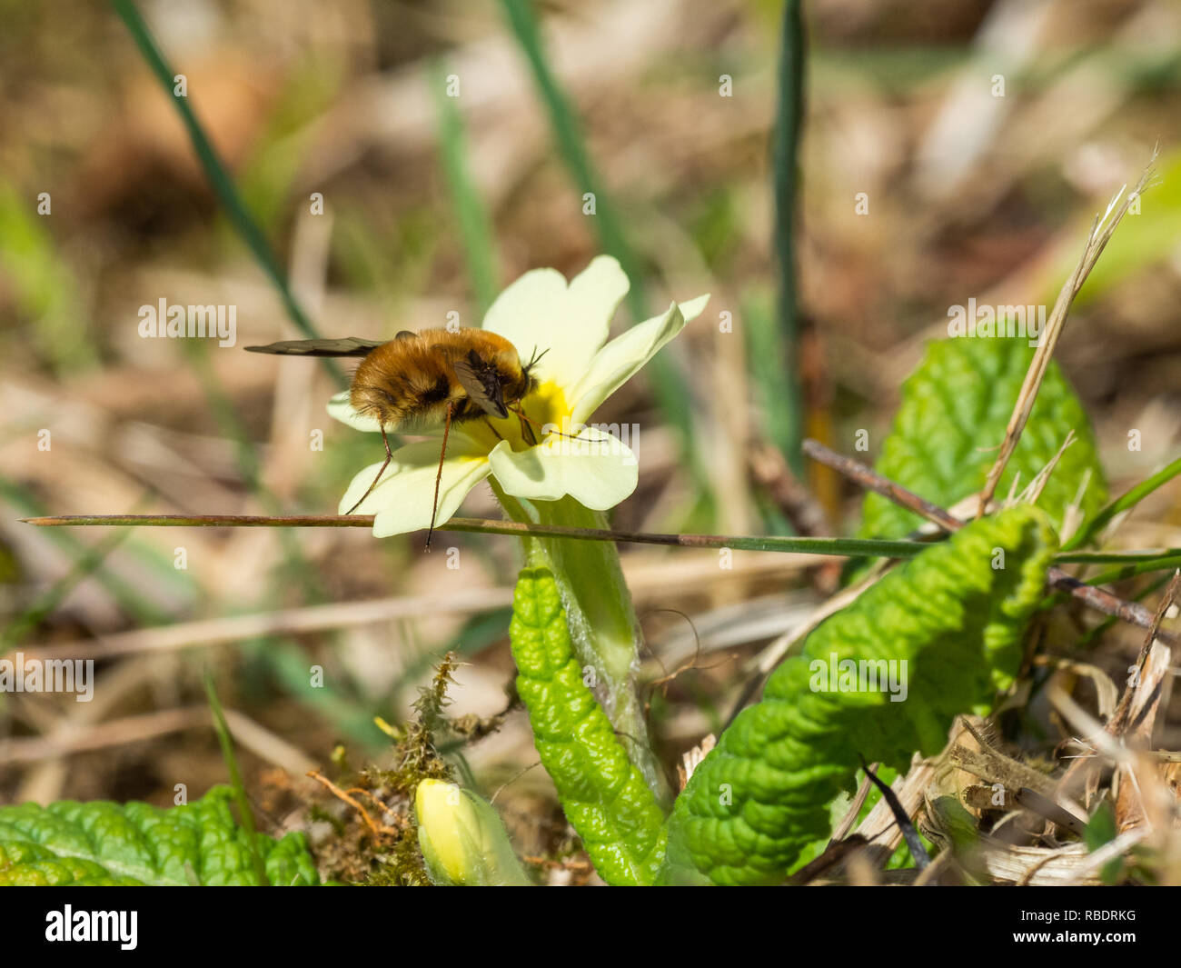 Bee Fly (Bombylius major) on a Primrose Stock Photo - Alamy