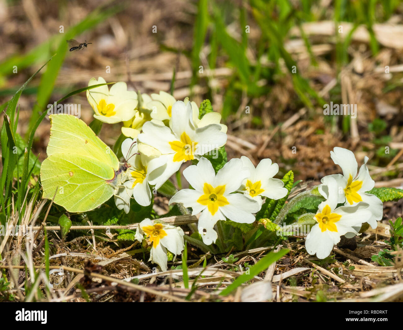 Primula vulgaris butterfly hi-res stock photography and images - Alamy