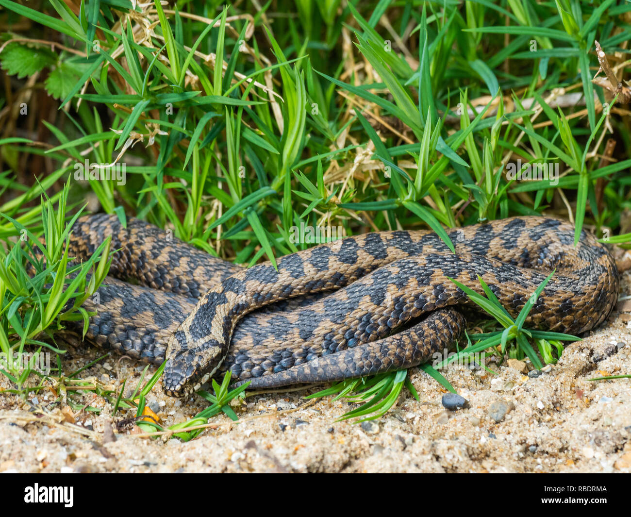 Snake Curled Up Stock Photos & Snake Curled Up Stock Images - Alamy