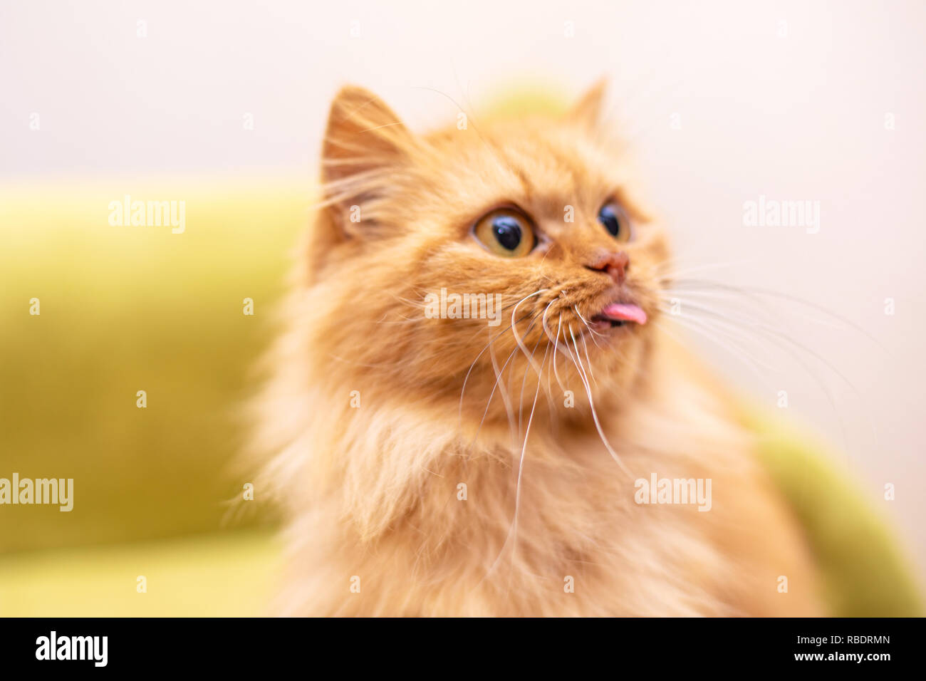Red funny cat in cofa isolated on white background Stock Photo - Alamy