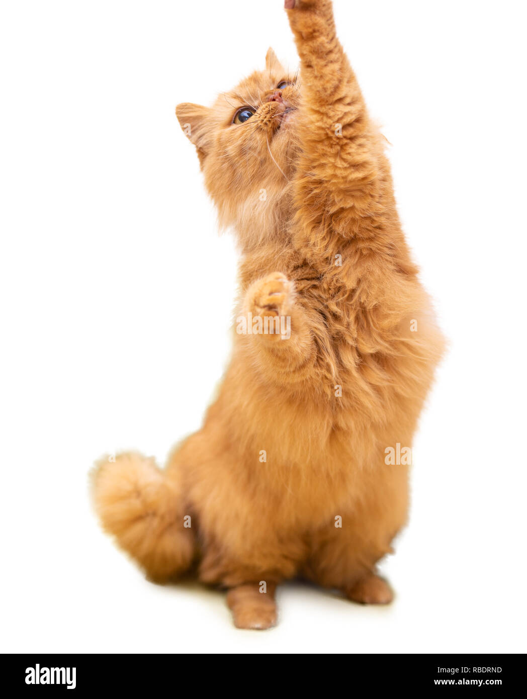 Red funny cat in cofa isolated on white background Stock Photo - Alamy