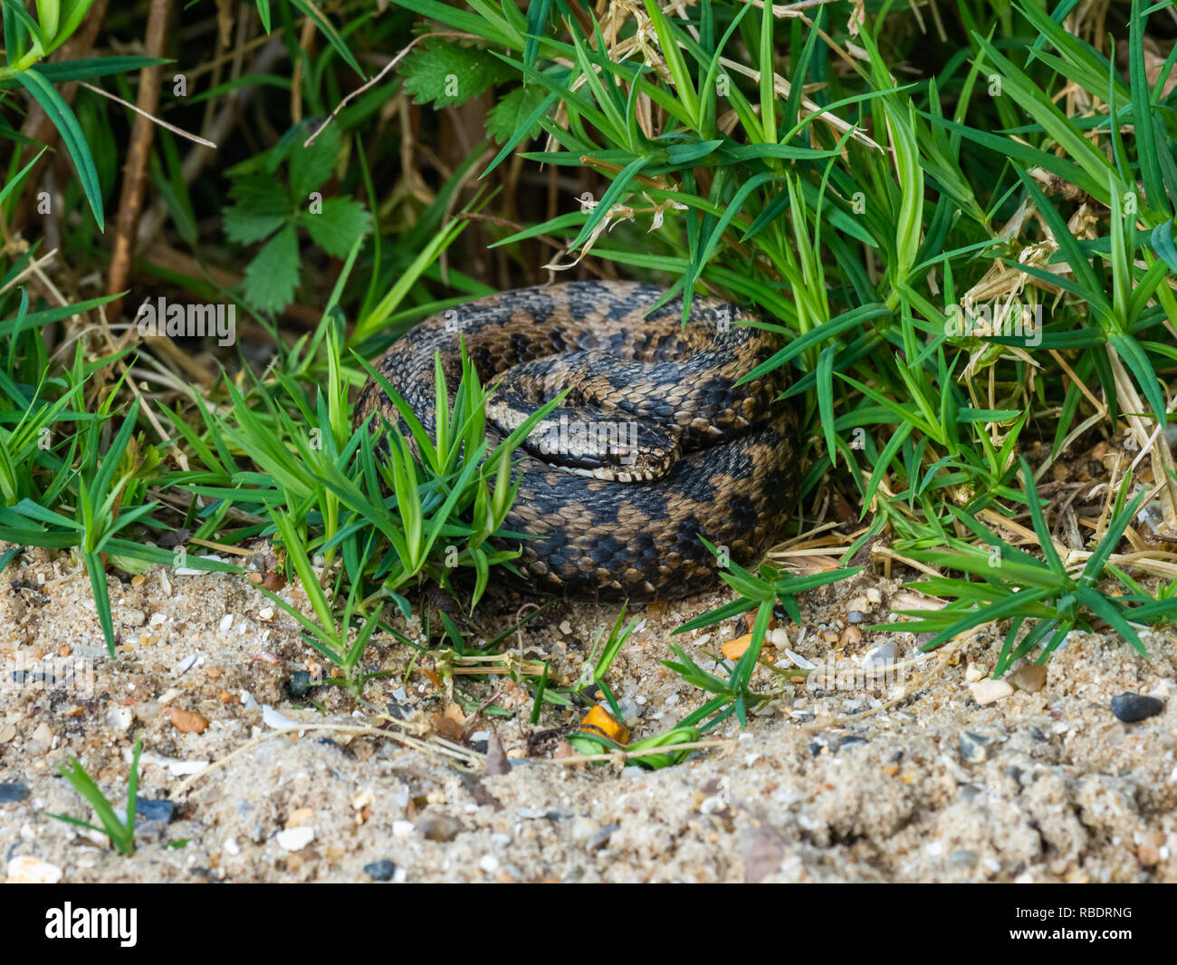 Adder Snake curled up. Basking Stock Photo - Alamy