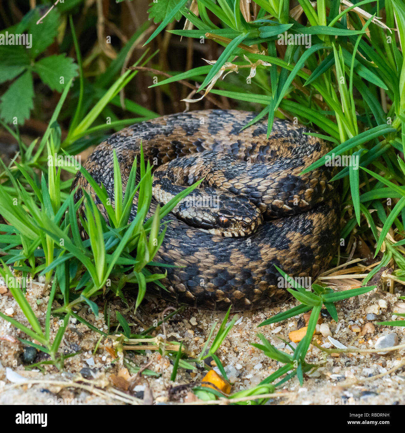 Adder Snake curled up. Basking Stock Photo - Alamy