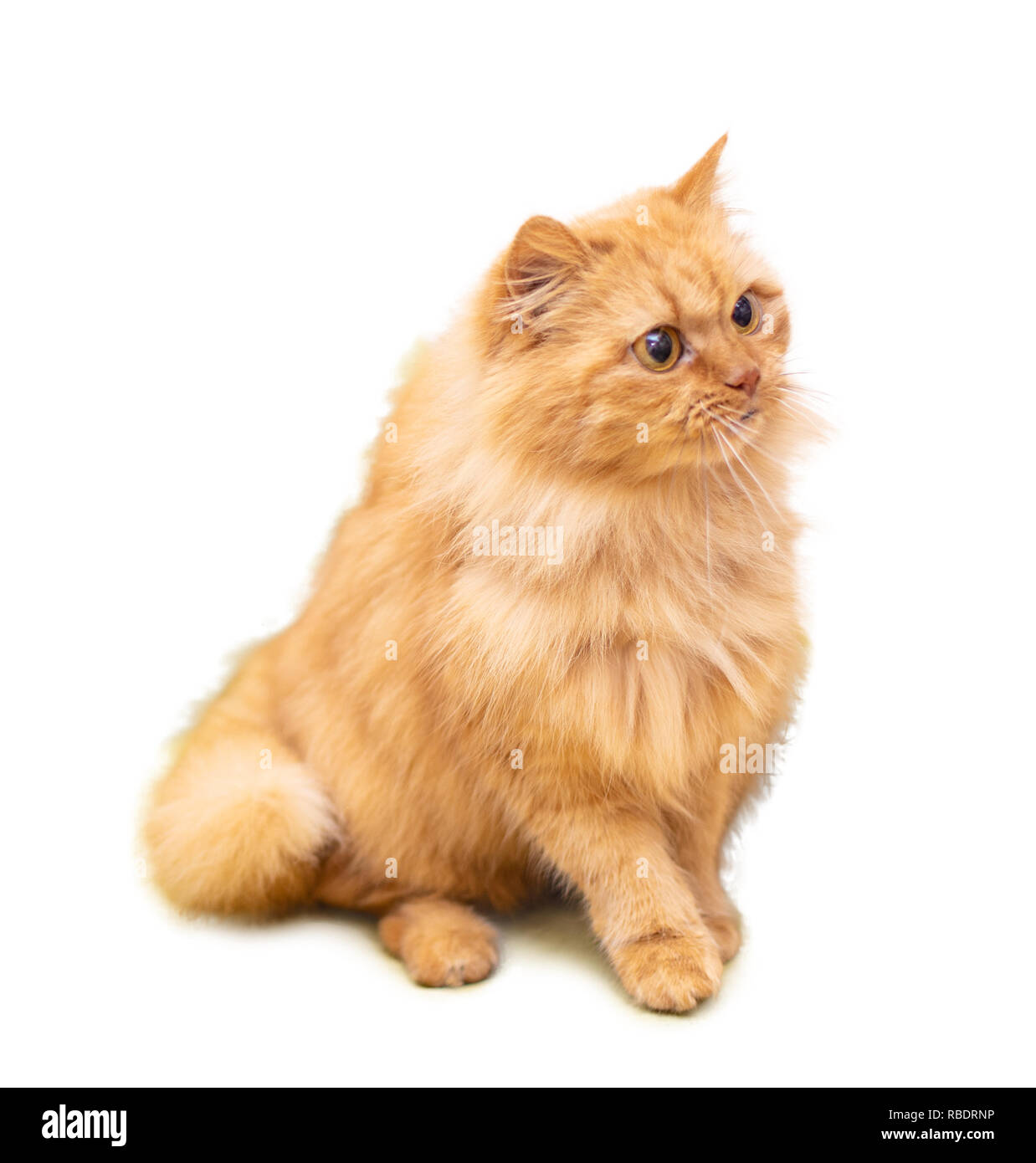 Red funny cat in cofa isolated on white background Stock Photo - Alamy