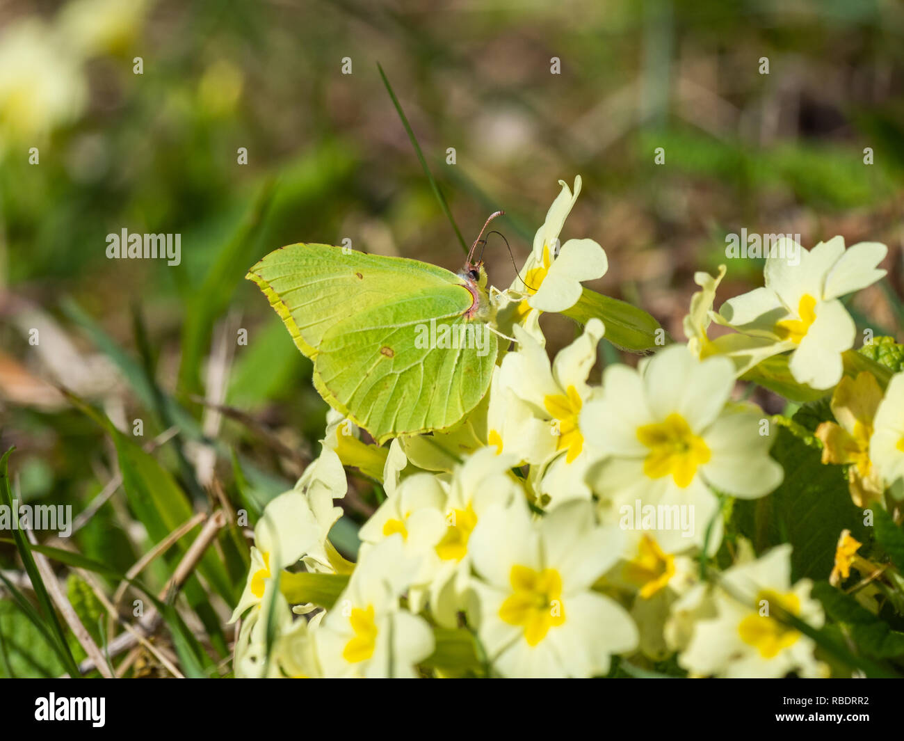 Primula vulgaris butterfly hi-res stock photography and images - Alamy