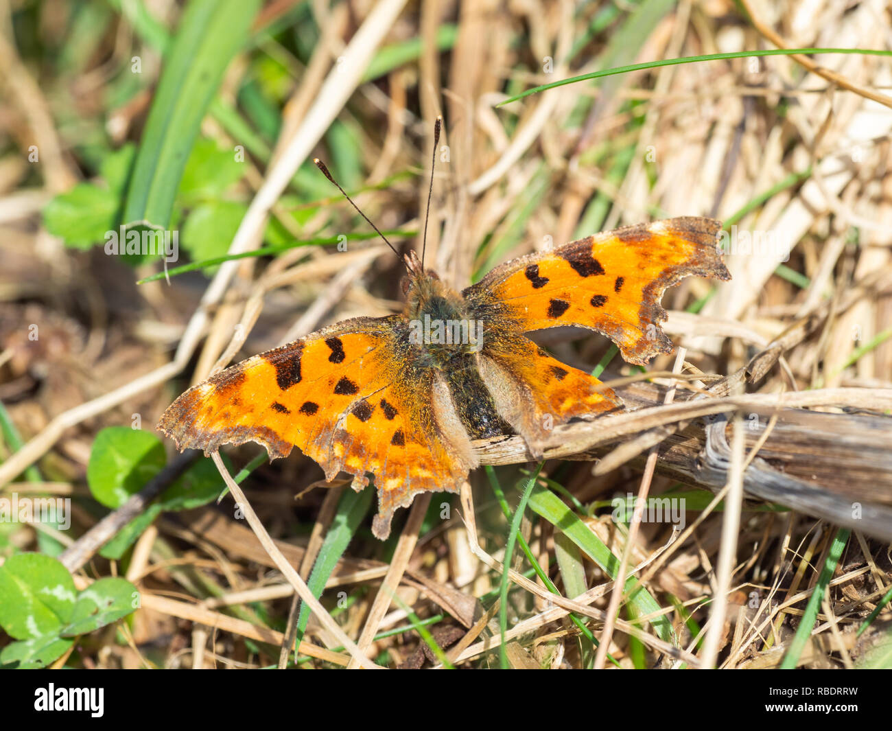 Comma Butterfly ( Polygonia c-album ) basking on the grass Stock Photo ...