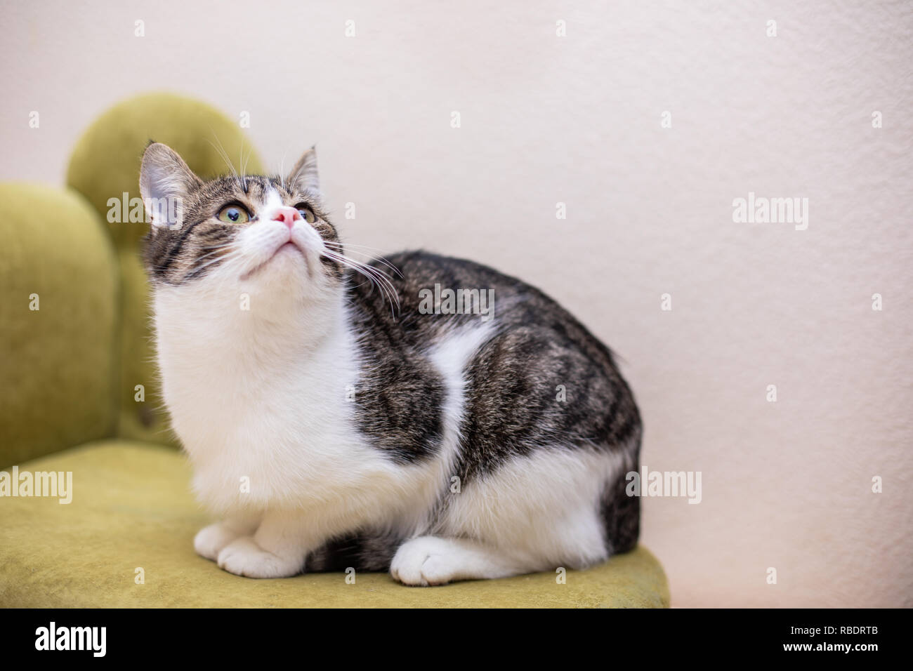 Funny cat sitting on a green sofa at home Stock Photo - Alamy