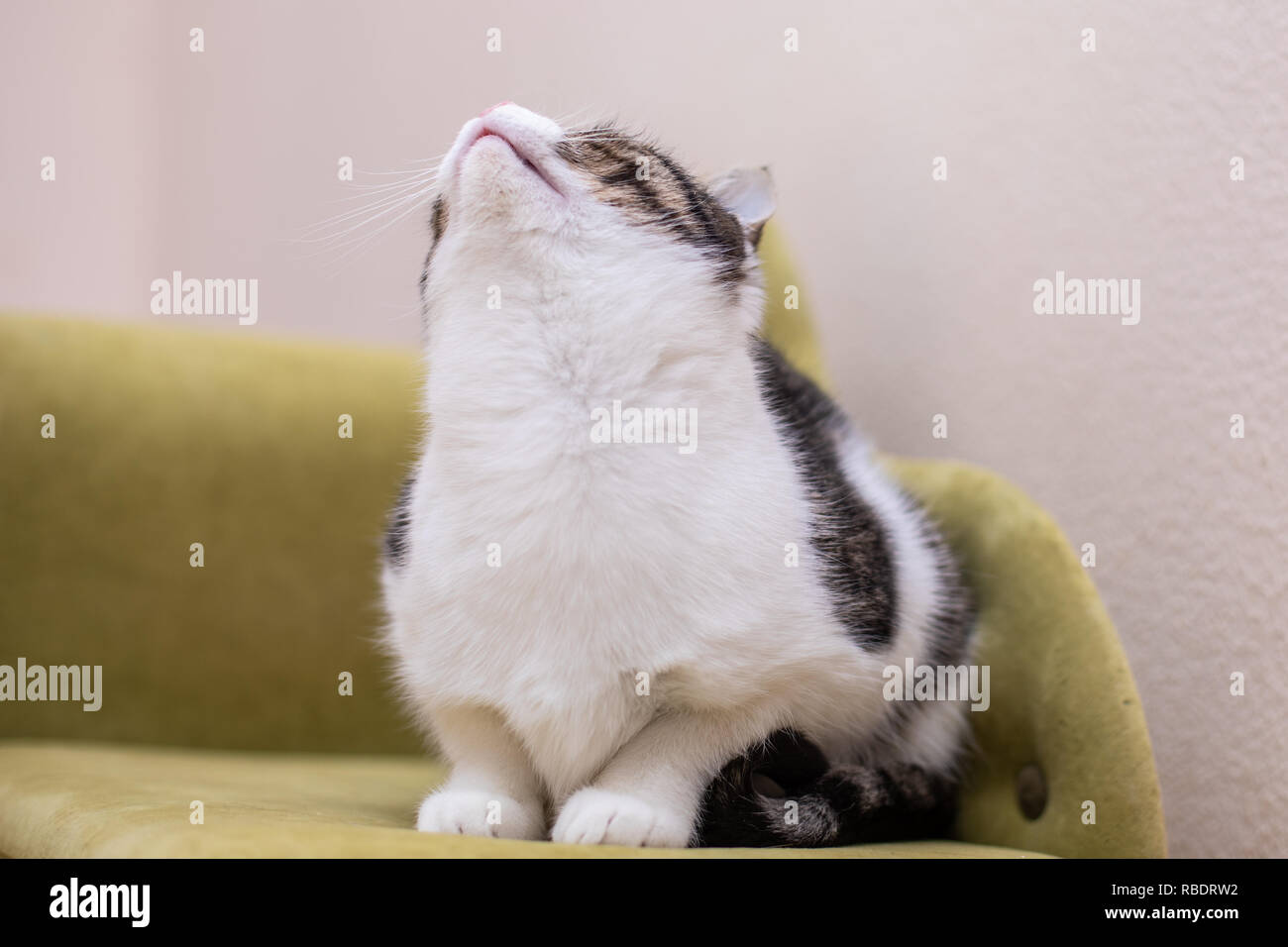 Funny cat sitting on a green sofa at home Stock Photo - Alamy