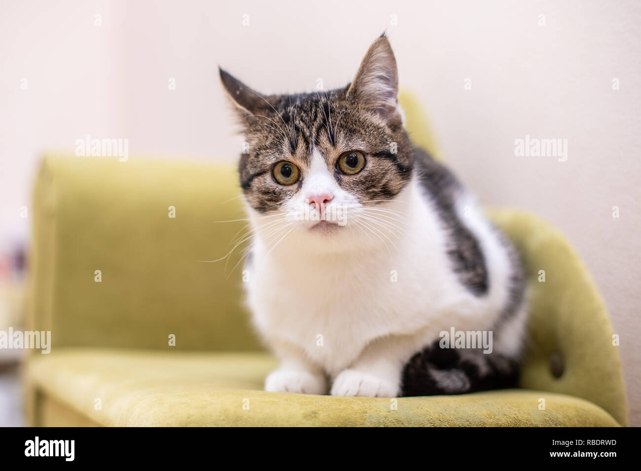Funny cat sitting on a green sofa at home Stock Photo - Alamy