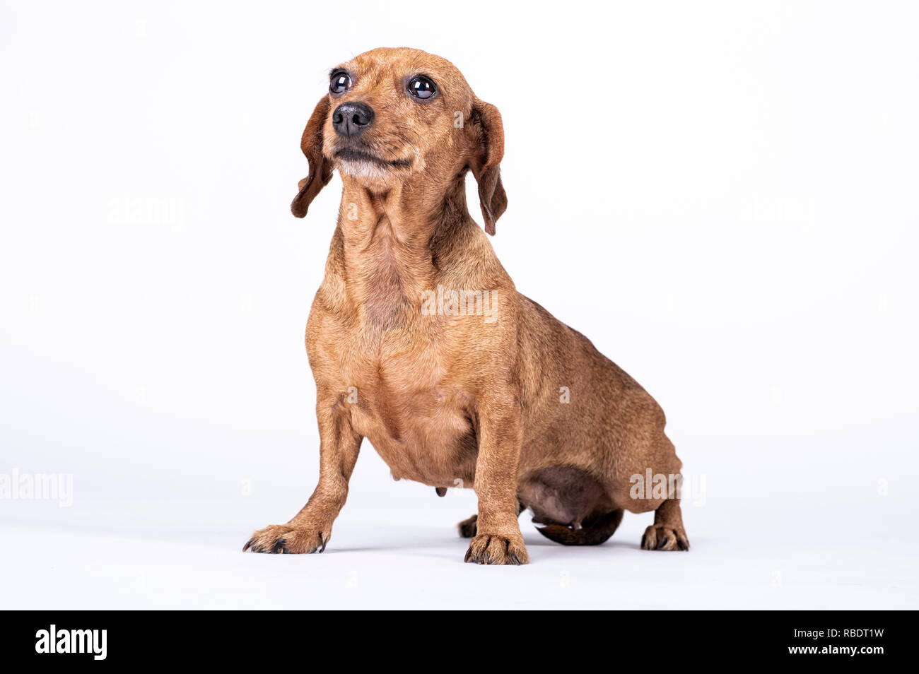 Brown teckel isolated on white background Stock Photo - Alamy