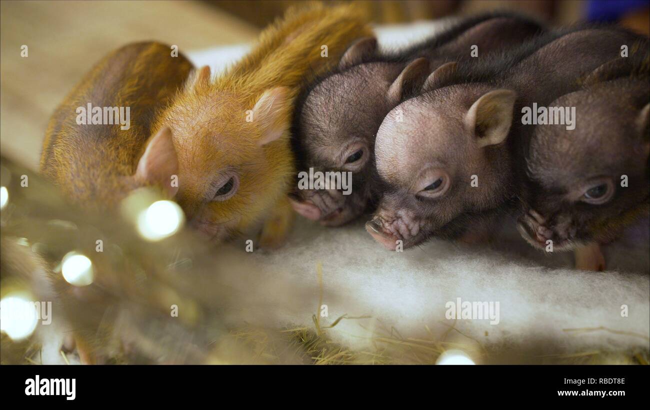 Little fluffy piglets. Beautiful mini piggy. Beautiful homemade ...