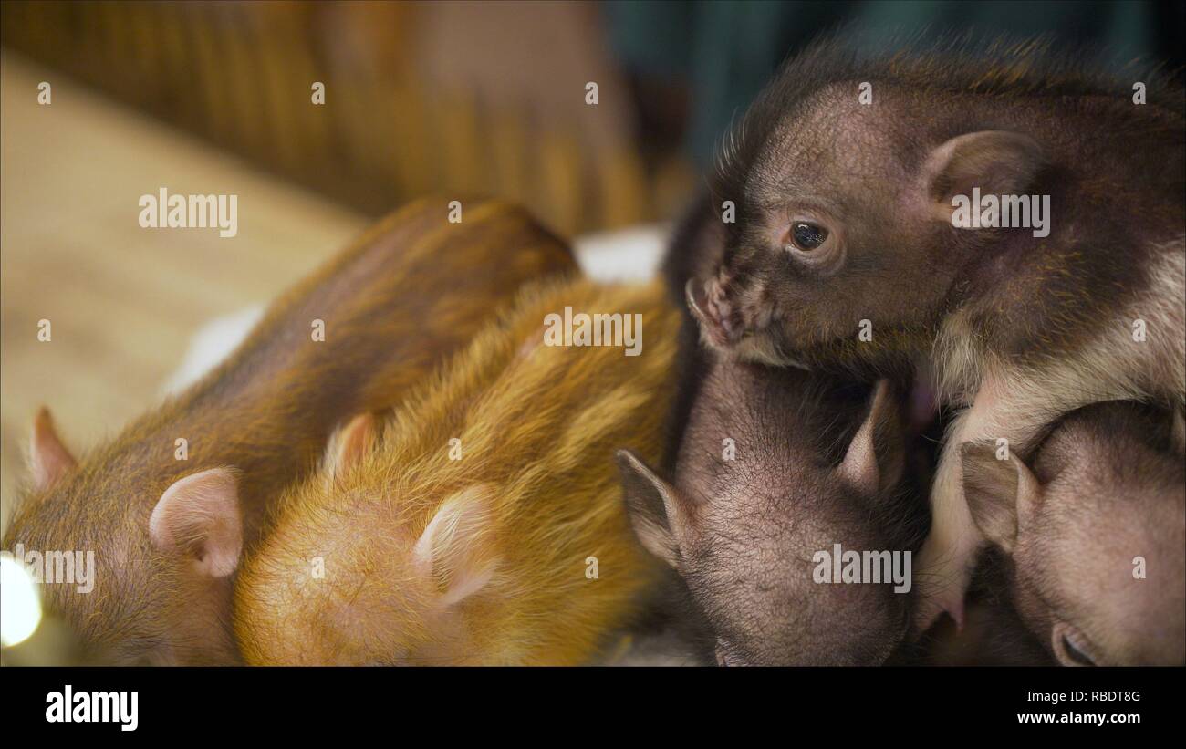 Little fluffy piglets. Beautiful mini piggy. Beautiful homemade ...