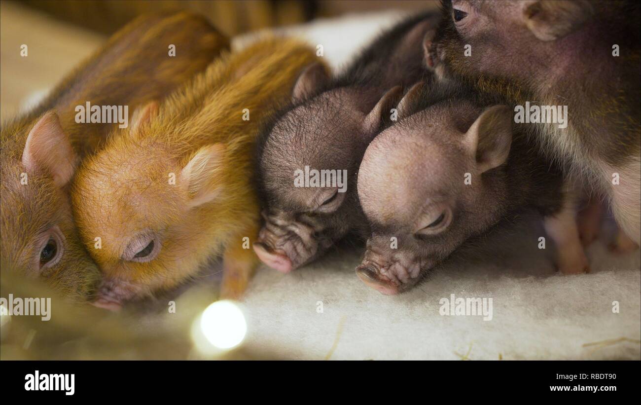 Little fluffy piglets. Beautiful mini piggy. Beautiful homemade ...