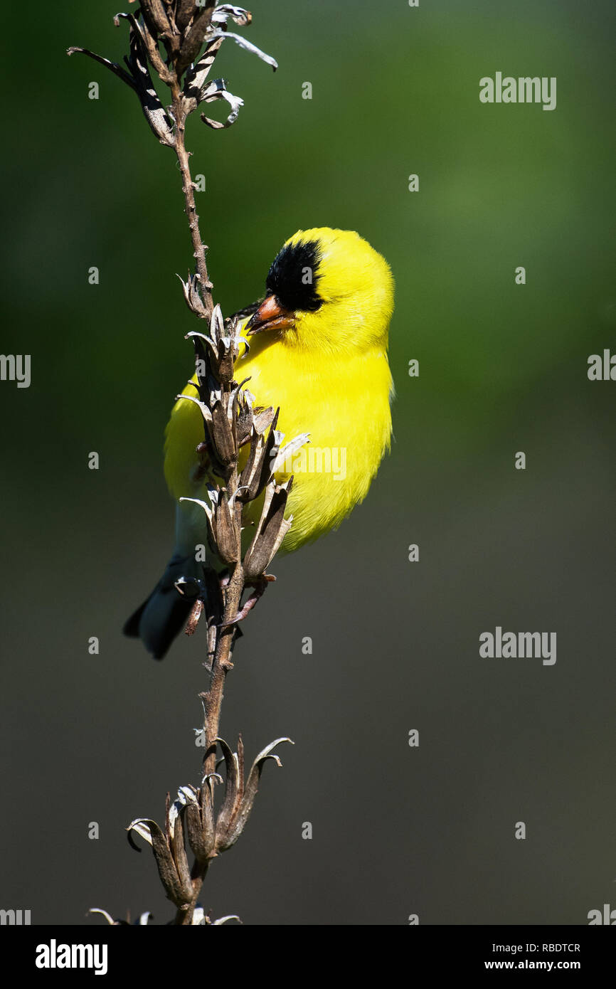 Evening primrose seed hi-res stock photography and images - Alamy