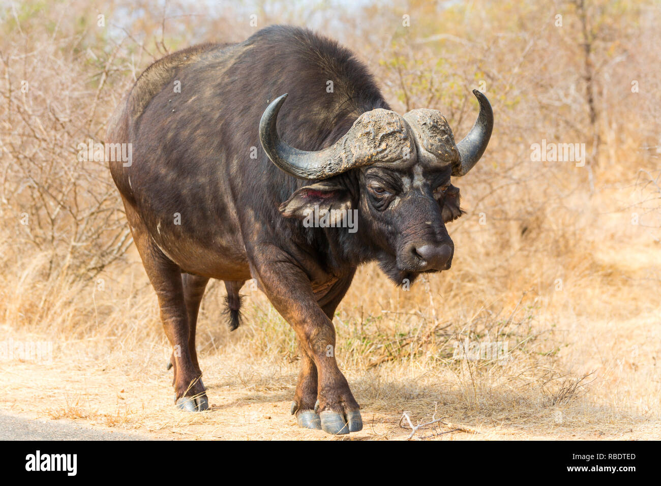 Cape Buffalo Bull Stock Photo - Alamy