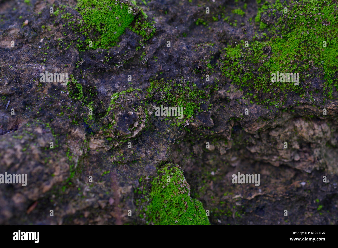 texture of green moss grow on rock surface background-image Stock Photo ...