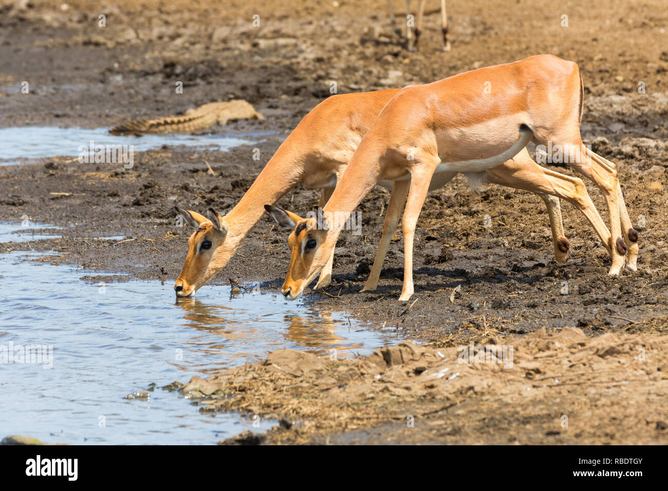 Impala's drinking water Stock Photo - Alamy