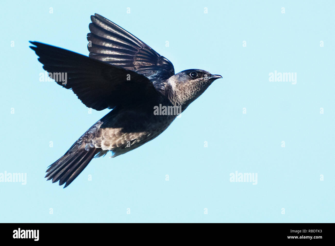 Purple Martin In Flight