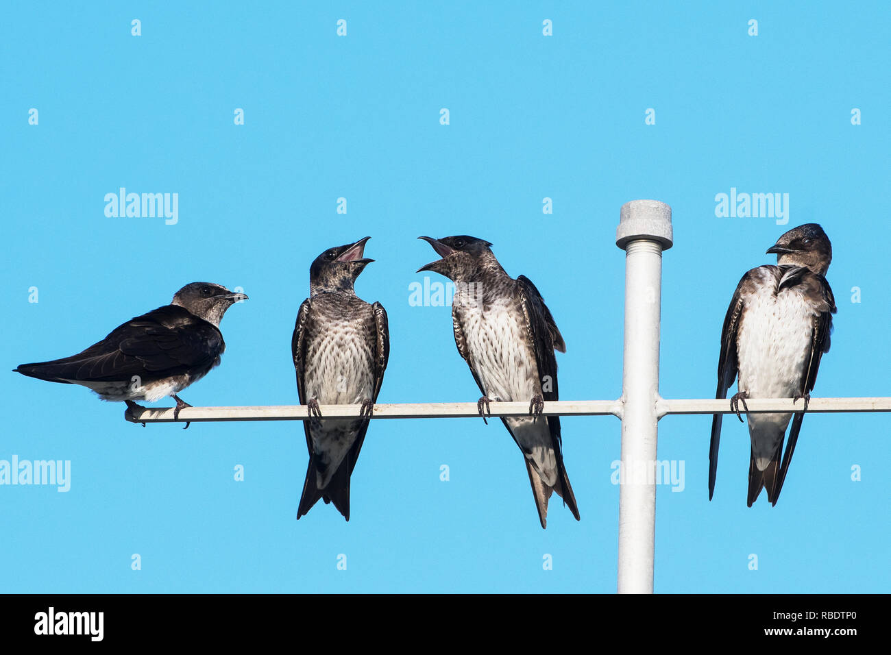 Purple martin hi-res stock photography and images - Alamy