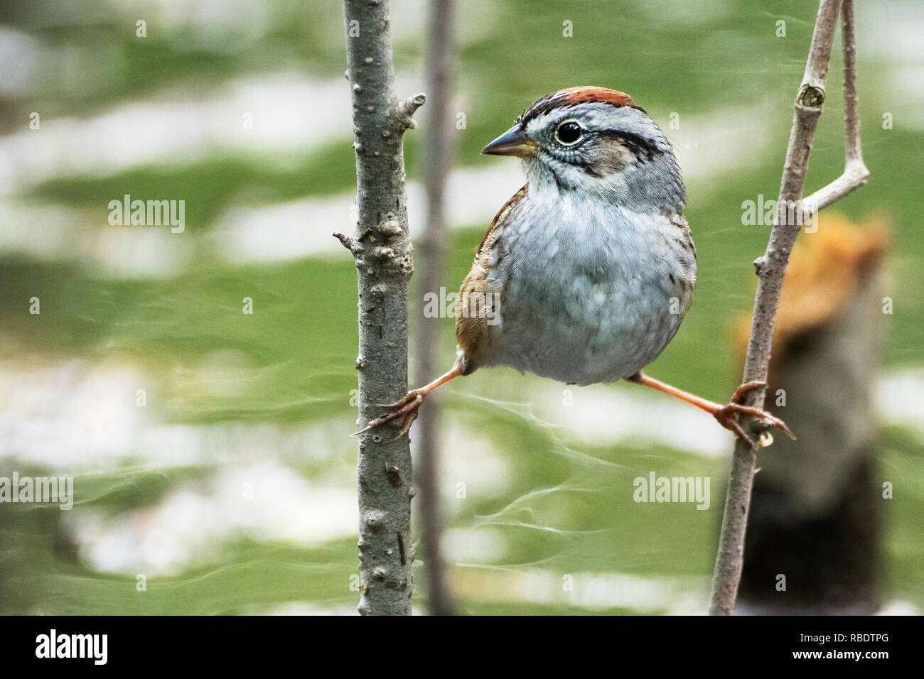 Swamp sparrow in spring songbird migration Stock Photo - Alamy
