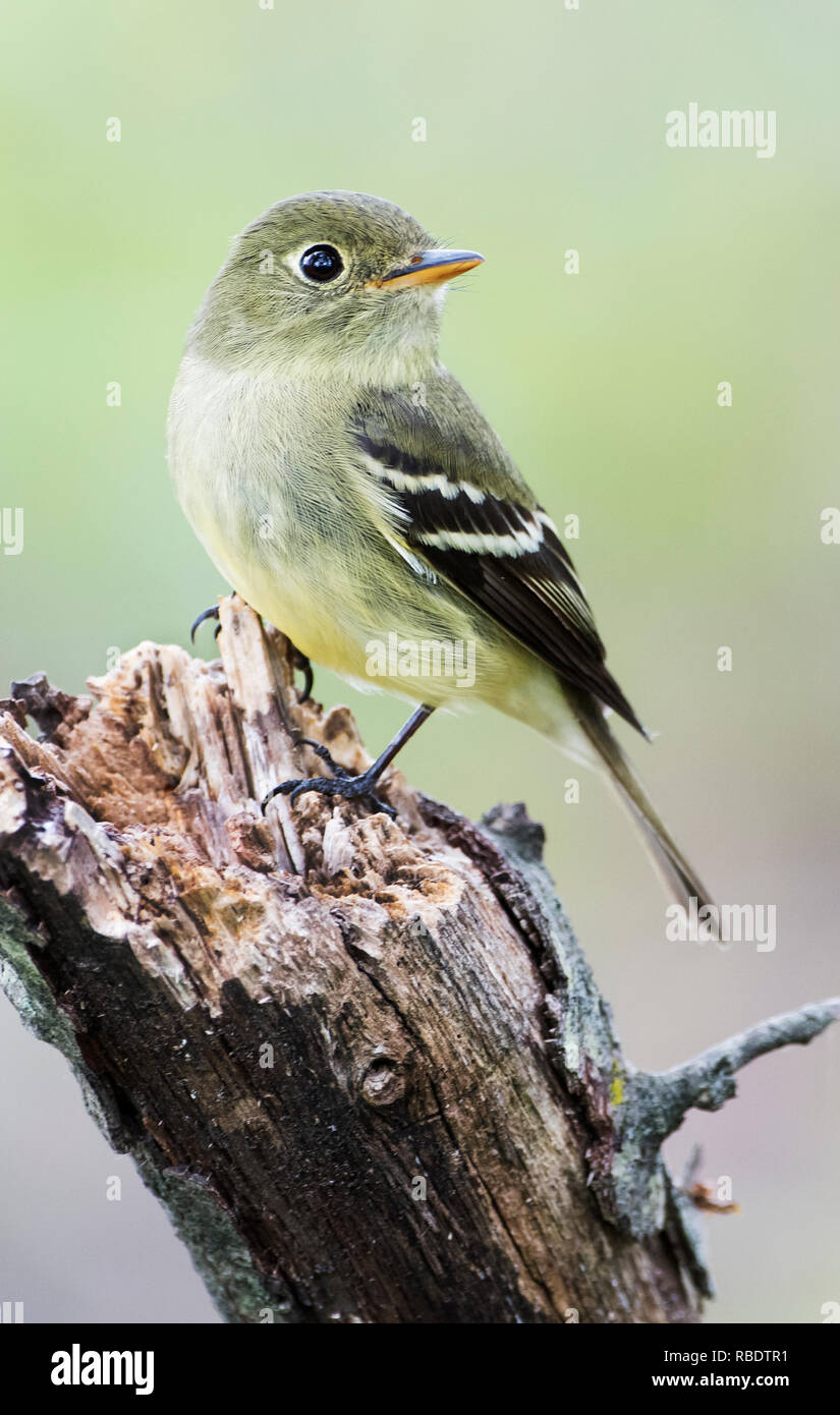 Yellow bellied flycatchers hi-res stock photography and images - Alamy
