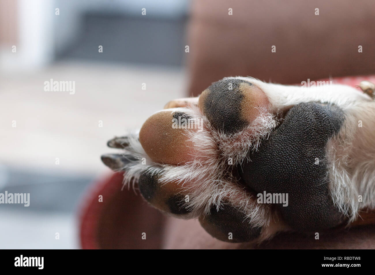 Dog paw bottom hi-res stock photography and images - Alamy